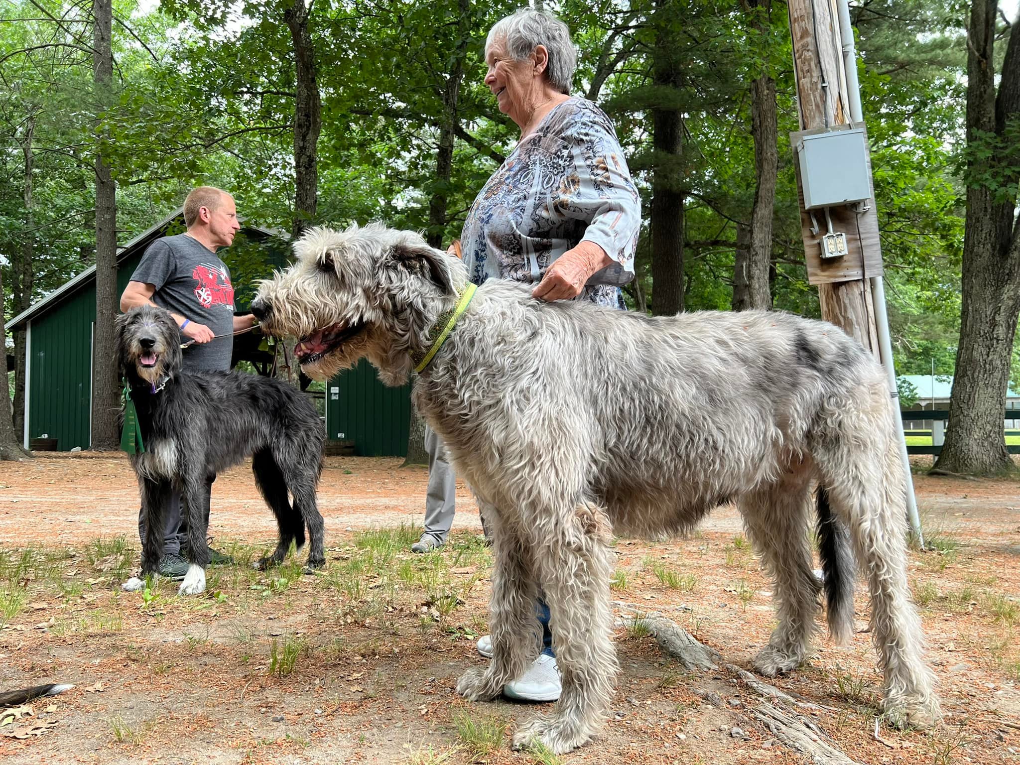 IWANE Fun Match – Irish Wolfhound Association of New England